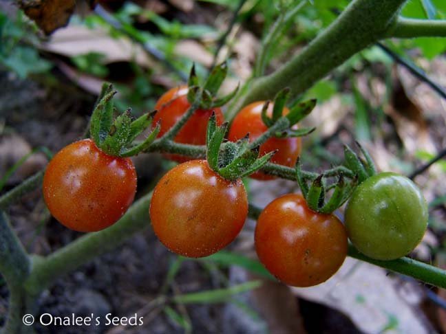 Tomato Mexican Midget Web Sex Gallery