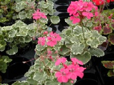 HOBBS FARM AND GREENERY - FANCY LEAF, BI-COLOR & TRI-COLOR GERANIUM PLANTS