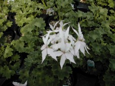 HOBBS FARM AND GREENERY - STELLAR GERANIUM PLANTS