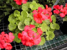 HOBBS FARM AND GREENERY - FANCY LEAF, BI-COLOR & TRI-COLOR GERANIUM PLANTS