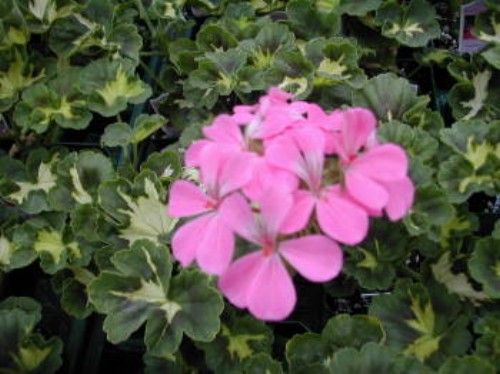 HOBBS FARM AND GREENERY - FANCY LEAF, BI-COLOR & TRI-COLOR GERANIUM PLANTS