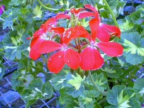 HOBBS FARM AND GREENERY - FANCY LEAF, BI-COLOR & TRI-COLOR GERANIUM PLANTS