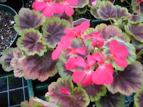 HOBBS FARM AND GREENERY - FANCY LEAF, BI-COLOR & TRI-COLOR GERANIUM PLANTS