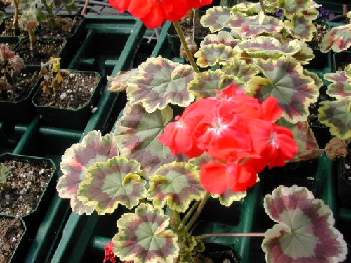 HOBBS FARM AND GREENERY - FANCY LEAF, BI-COLOR & TRI-COLOR GERANIUM PLANTS