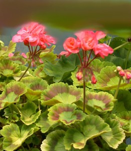 HOBBS FARM AND GREENERY - FANCY LEAF, BI-COLOR & TRI-COLOR GERANIUM PLANTS