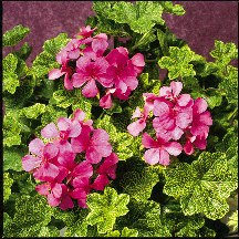 HOBBS FARM AND GREENERY - IVY, BALCON AND ALPINE GERANIUM PLANTS