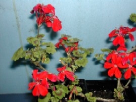 HOBBS FARM AND GREENERY - FANCY LEAF, BI-COLOR & TRI-COLOR GERANIUM PLANTS
