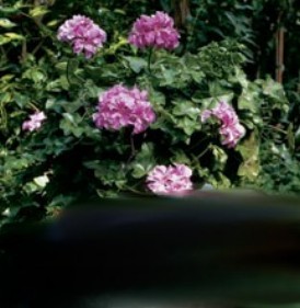 HOBBS FARM AND GREENERY - IVY, BALCON AND ALPINE GERANIUM PLANTS