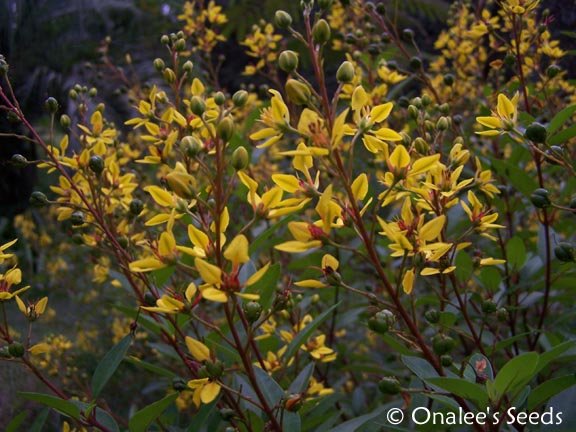 Golden Thryallis, Gold Shower, Rain of Gold,Galphimia Bush/Flowering ...
