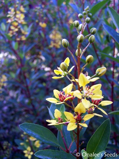 Golden Thryallis, Gold Shower, Rain of Gold,Galphimia Bush/Flowering Shrub Seeds