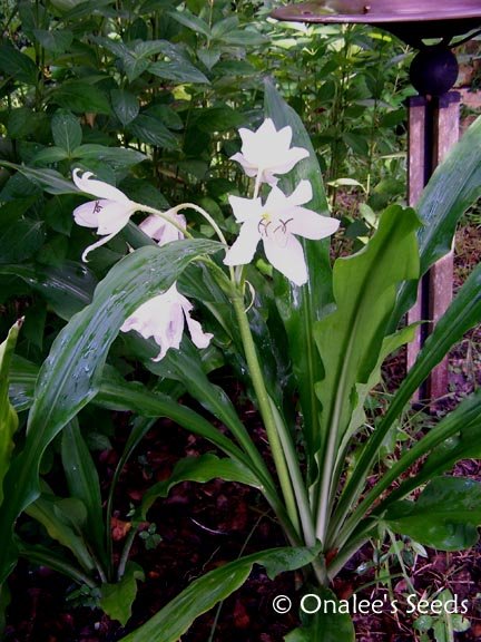 Crinum Lily: C. Jagus: St. Christopher Lily, Swamp Lily. White Blooming ...