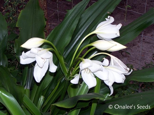 Crinum Lily: C. Jagus: St. Christopher Lily, Swamp Lily. White Blooming ...