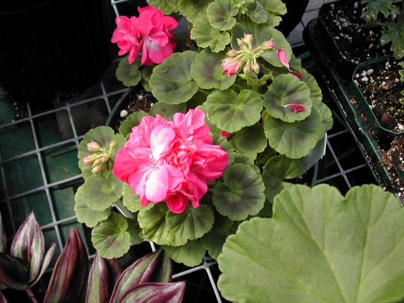 MINIATURE, DWARF & SILVER LEAF GERANIUM PLANTS - GERANIUMS - MR ...