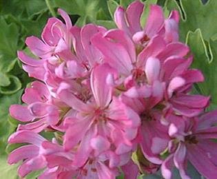 HOBBS FARM AND GREENERY - STELLAR GERANIUM PLANTS