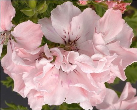 REGALS (Martha Washington) GERANIUM PLANTS - GERANIUMS - GEORGIA PEACH