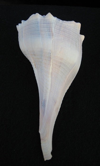 Lightning Whelk Shells, Qty 4 Left Handed, 5 to 5.75 inch