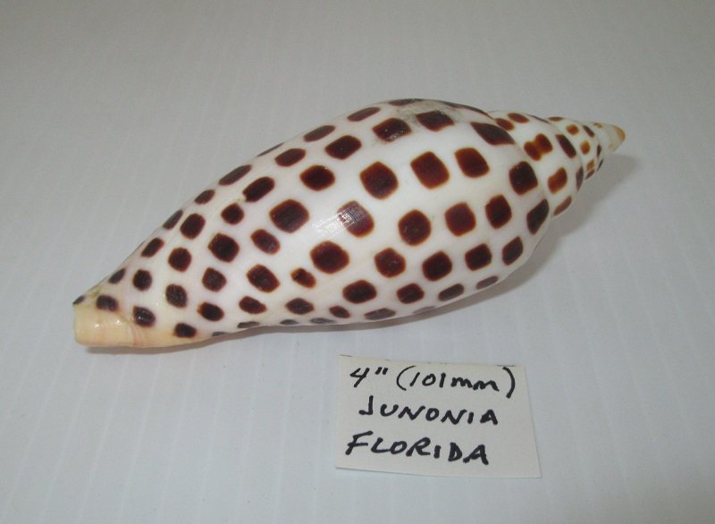 Volute Junonia Shell, 4 inch or 101mm, Florida