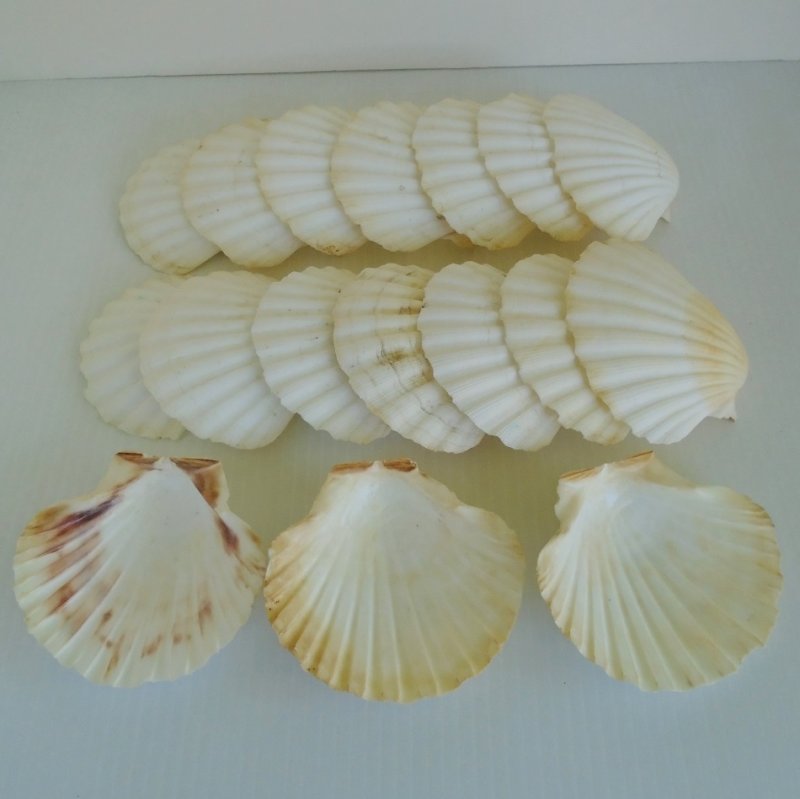 Scallop Sea Shells, 3.5 to 4 inches, 17 pcs for Crafts, Baking, Decor