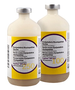 Ingelvac Ery Alc Fr oz en Product -100Doses 100Ds By Boehringer ...