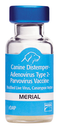 Recombitek Distemper For Canine Merial Account Required B10 By Boehringer I