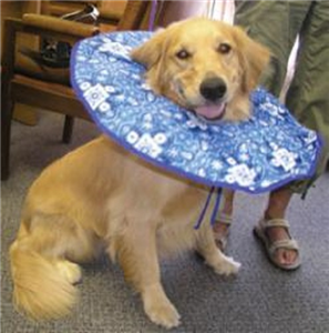 Elizabethan Soft-E Collar XXlarge (Dogs 95+ Lbs) Each By Jorgensen(Vet)