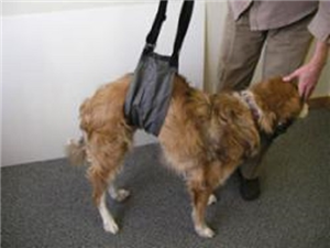 EZ Lift Harness 2 Piece Set Large & Small Each By Jorgensen(Vet)