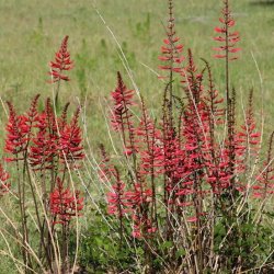 Coral Bean, Cardinal Spear or Cherokee Bean (Erythrina herbacea) Seeds