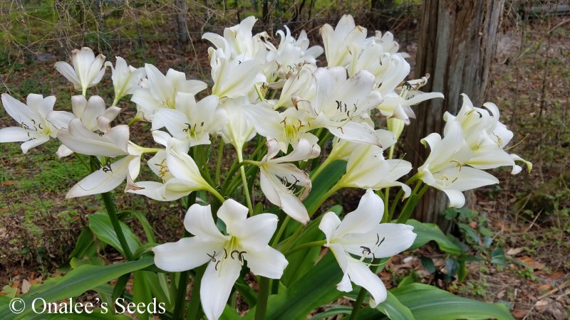Crinum Lily: C. Jagus: St. Christopher Lily, Swamp Lily. White Blooming ...
