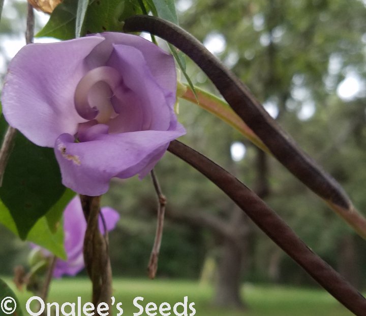 Purple Snail / Corkscrew Vine, Phaseolus giganteus / adenanthus, Vigna ...