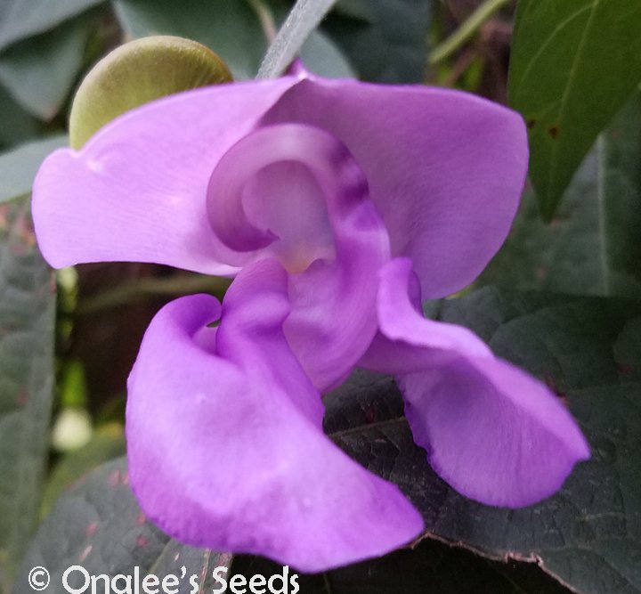 Purple Snail / Corkscrew Vine, Phaseolus giganteus / adenanthus, Vigna ...