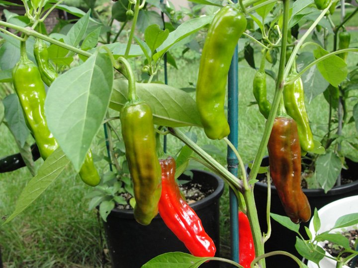 Pepperoncini Pepper Plant